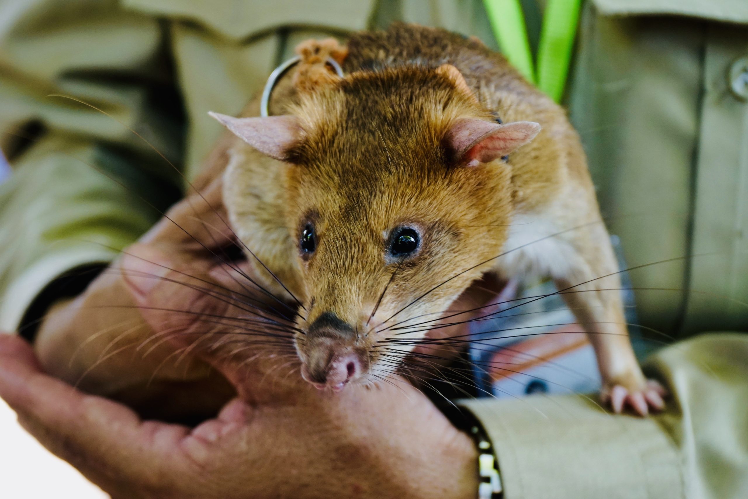 Sustainable Tourism: Meet the HeroRATs at the APOPO Visitor Center