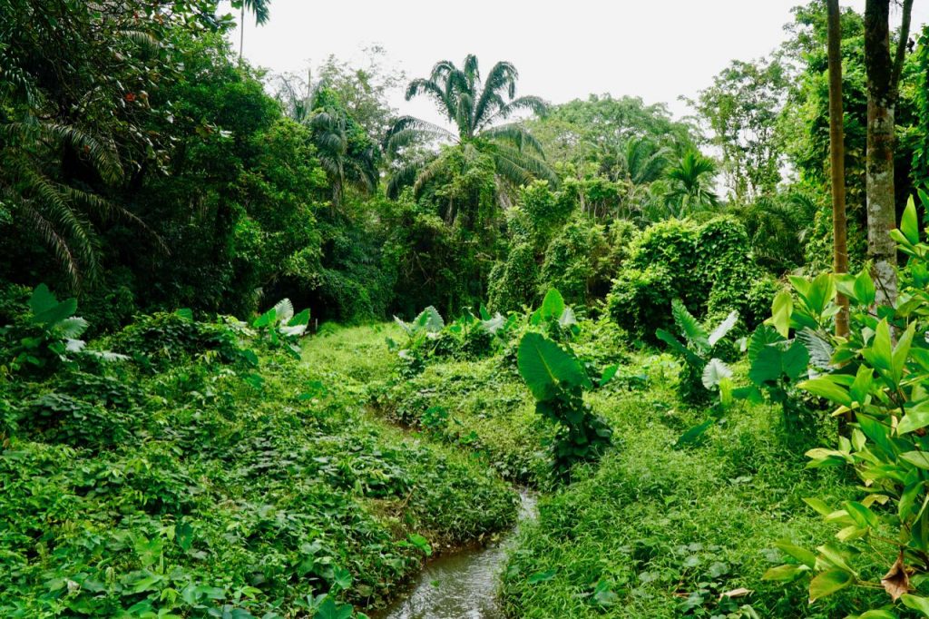 A Jungle Walk in the MacRitchie Reservoir and Windsor Nature Park
