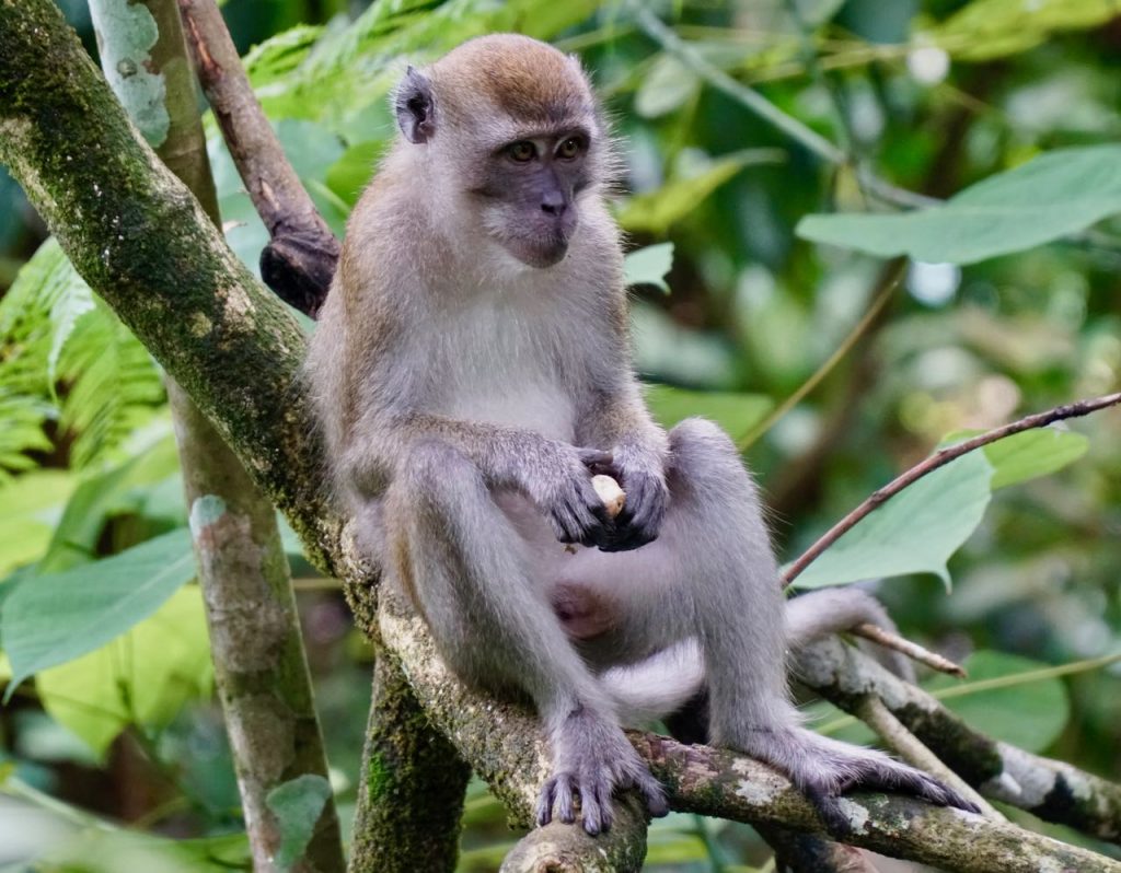 A Jungle Walk in the MacRitchie Reservoir and Windsor Nature Park