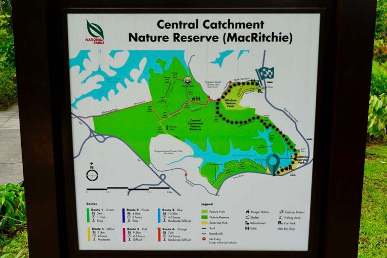 A Jungle Walk in the MacRitchie Reservoir and Windsor Nature Park