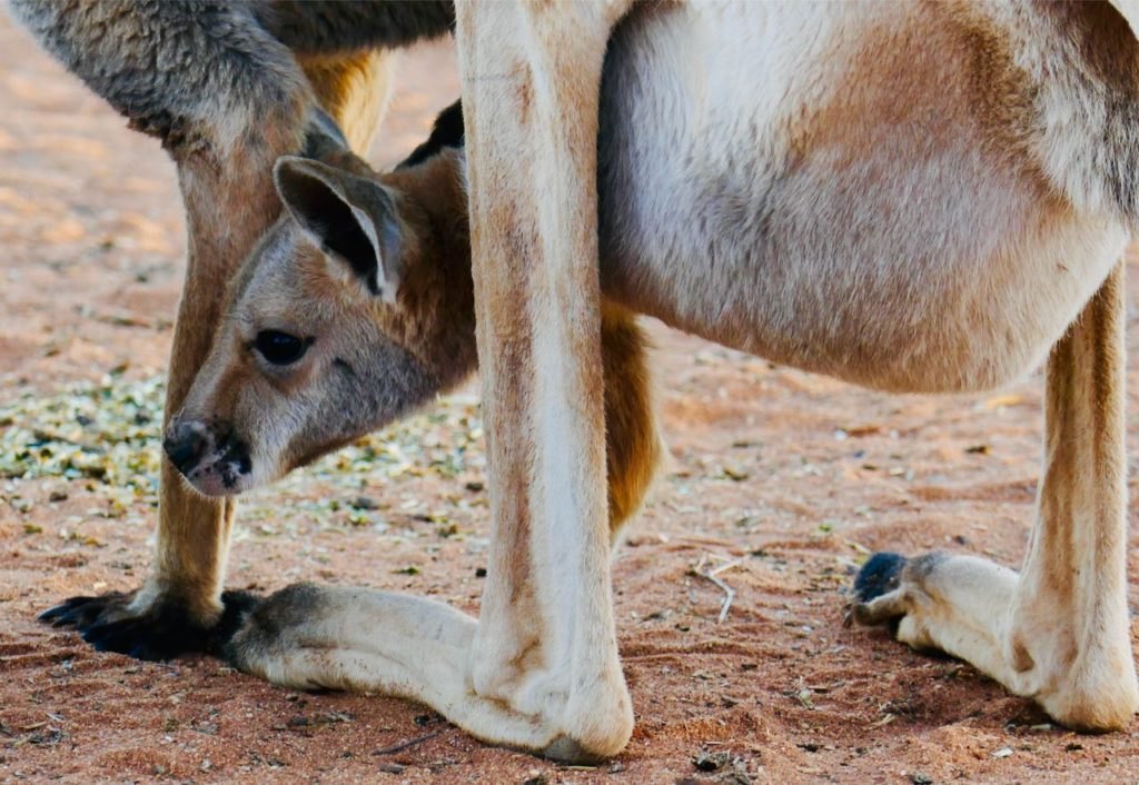 A Captivating Sunset Tour at The Kangaroo Sanctuary
