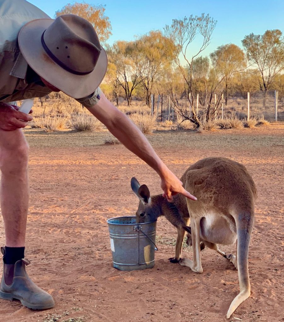 A Captivating Sunset Tour at The Kangaroo Sanctuary