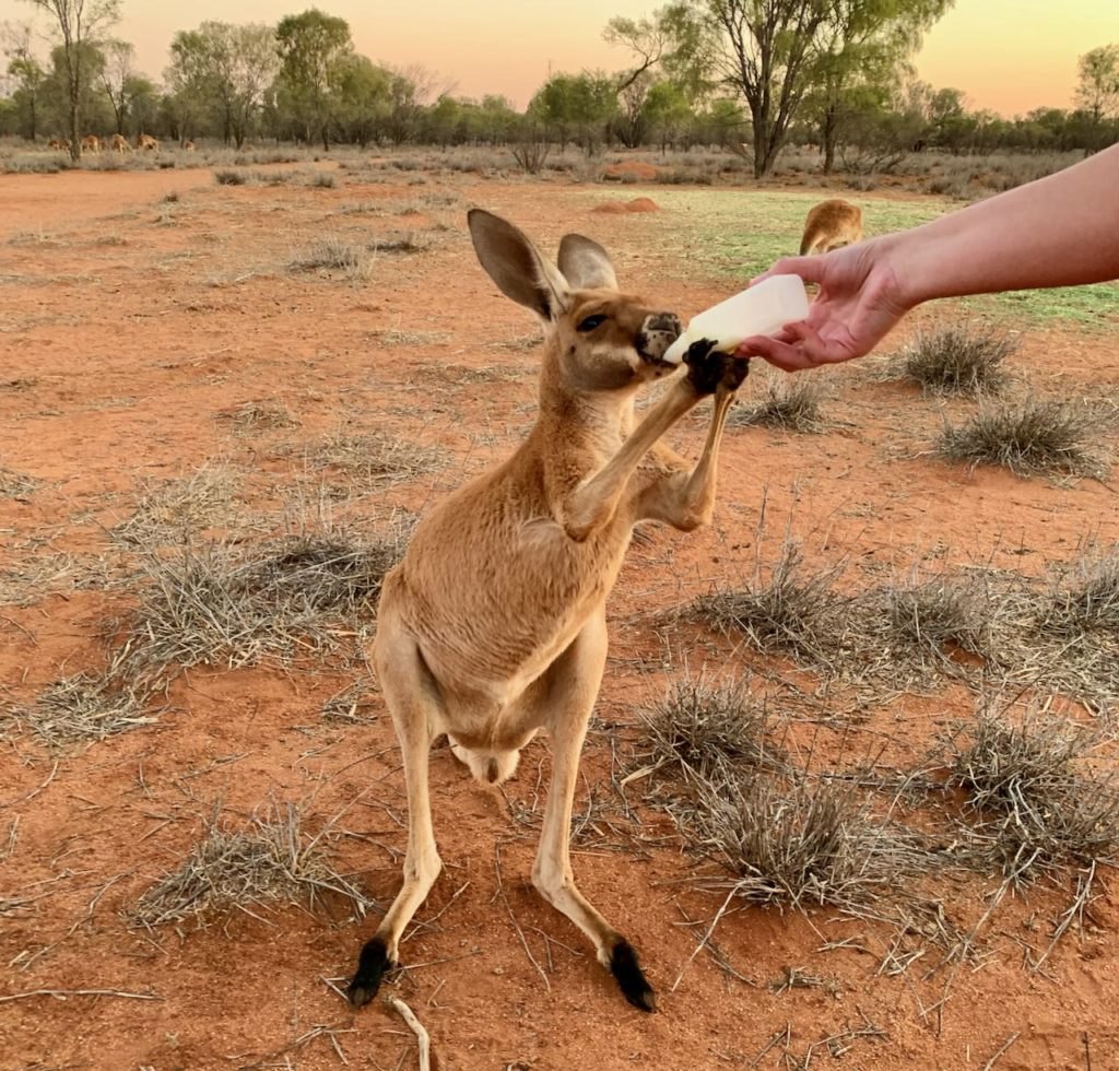 A Captivating Sunset Tour at The Kangaroo Sanctuary