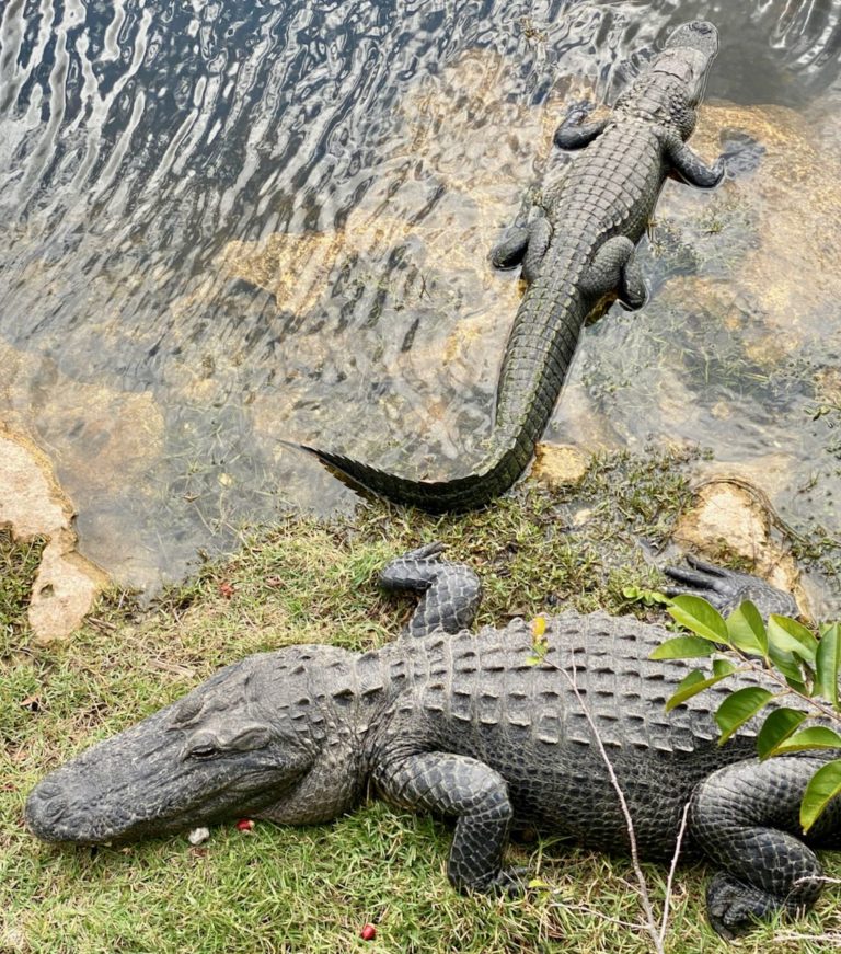 17 Attractions and Places to Stop Along the Tamiami Trail/U.S. Highway ...