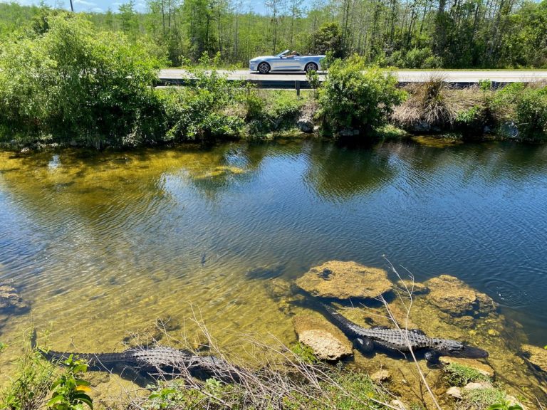 17 Attractions and Places to Stop Along the Tamiami Trail/U.S. Highway ...